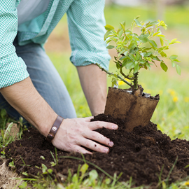 Plant smart to protect your pipes