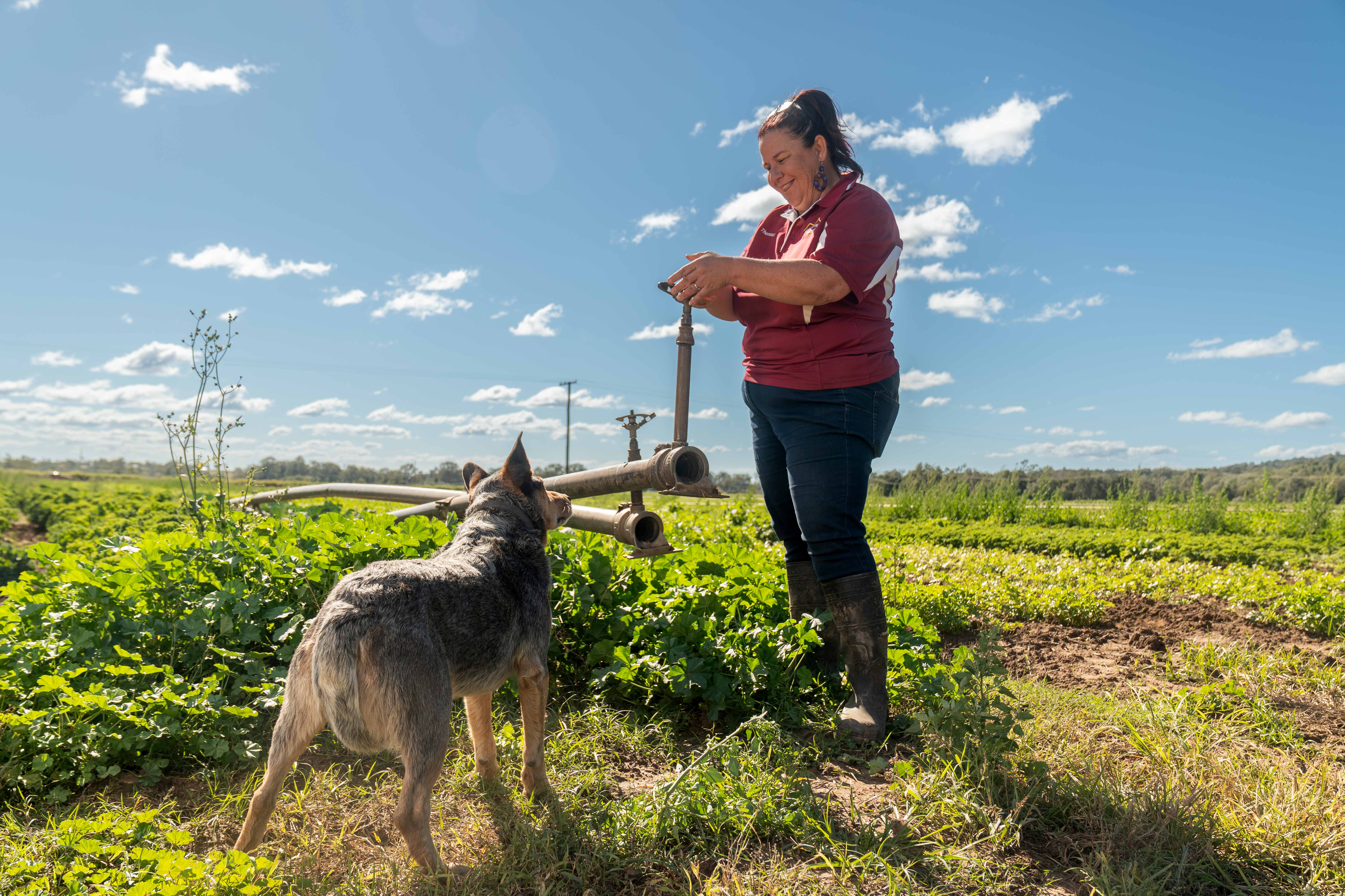 The making of a Scenic Rim harvest with Valley Pride Produce